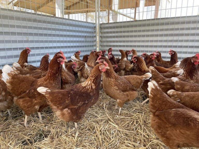 Taj Mahal Package Deal - Heritage Poultry and Produce